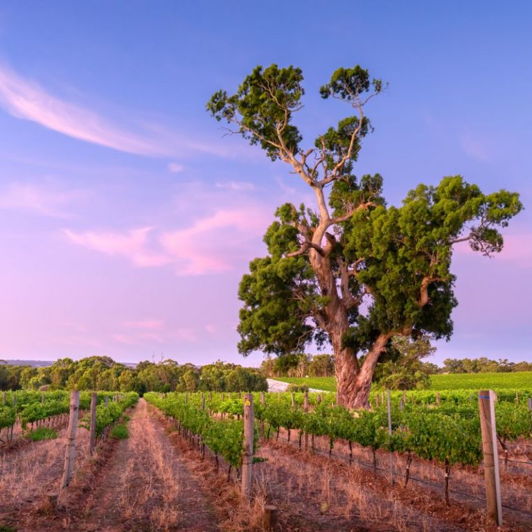 A Guide to the Best Known Wine Regions in Australia | Australia Your Way