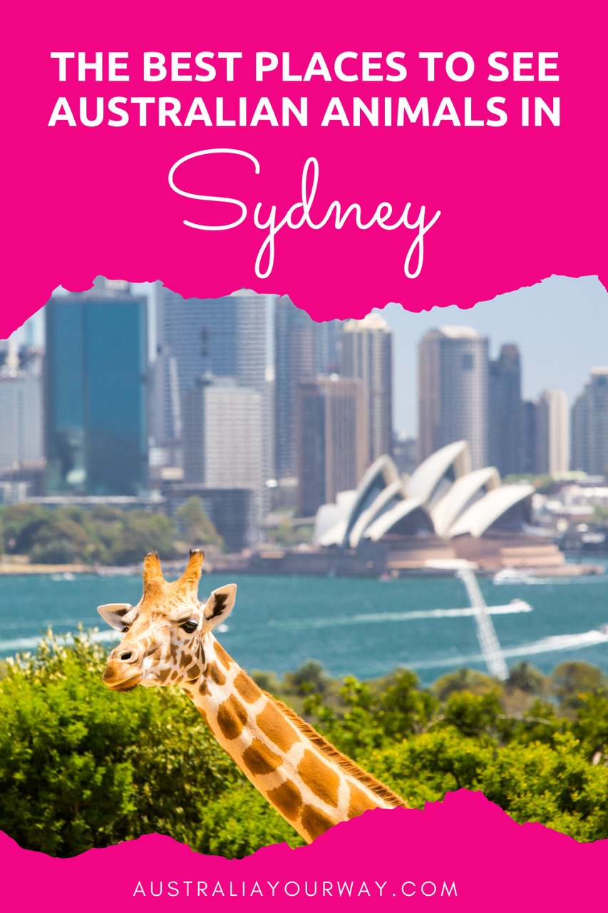 The Best Animal Parks in Sydney | Travel Australia Your Way