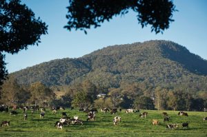 Exploring the Gorgeous Tweed Valley | Australia Your Way